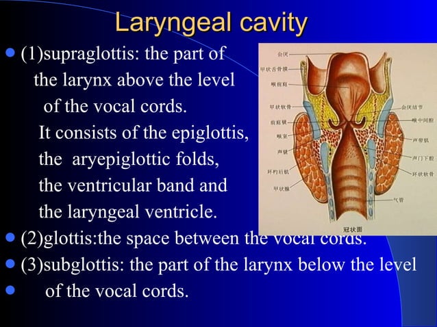 4 the larynx(anatomy) | PPT