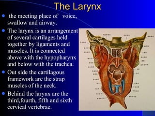 4 the larynx(anatomy) | PPT