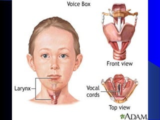 4 the larynx(anatomy) | PPT