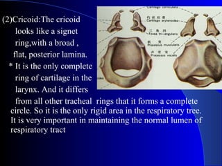 4 the larynx(anatomy) | PPT