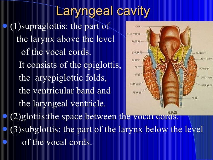 4 the larynx(anatomy)