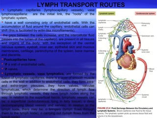 №4_The main indicators and patterns of hemodynamics. Classification and ...