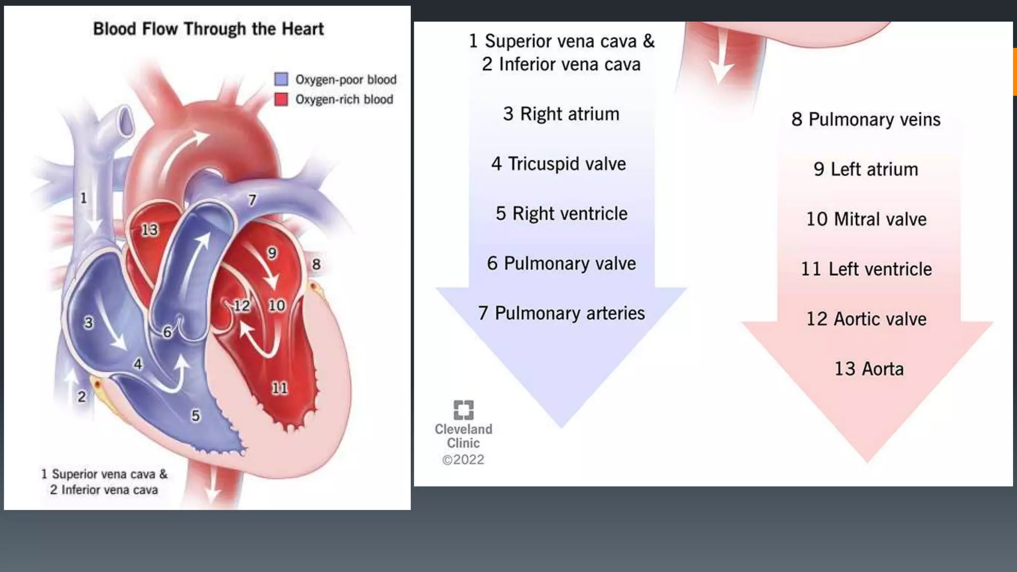 AS Biology-The mammalian heart | PPTX