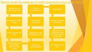 theories of tooth movement | PPTX