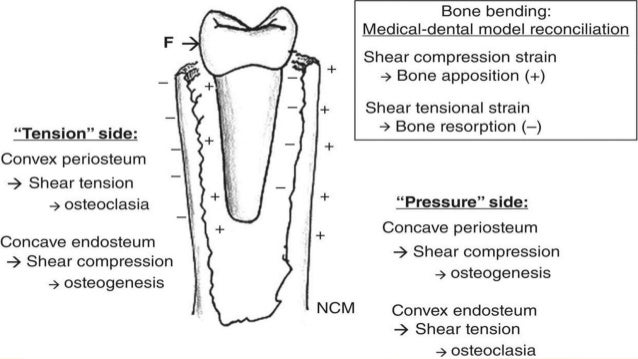 theories of tooth movement