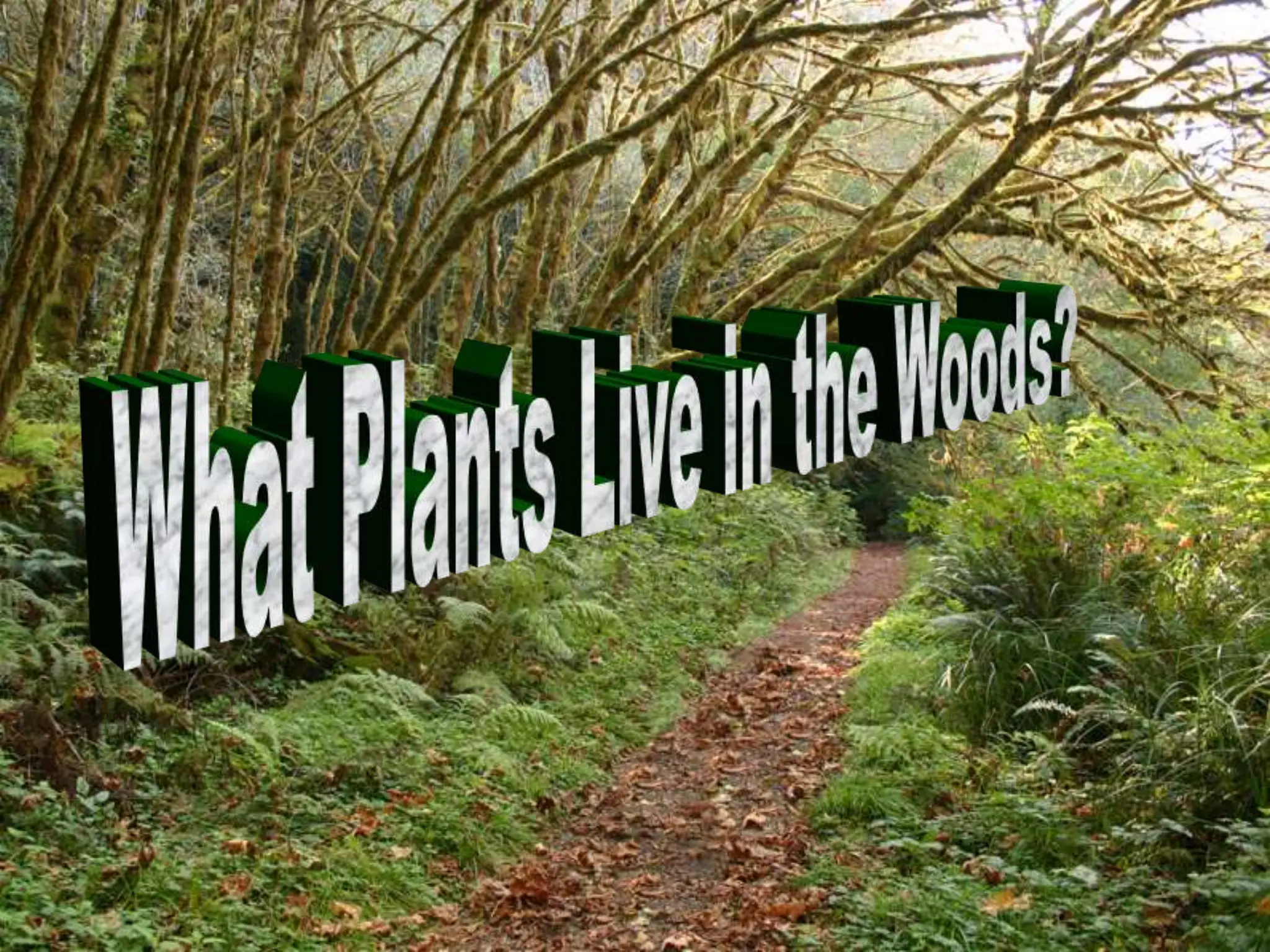 4thgradechapter1lesson1.ppt types of plants | PPT
