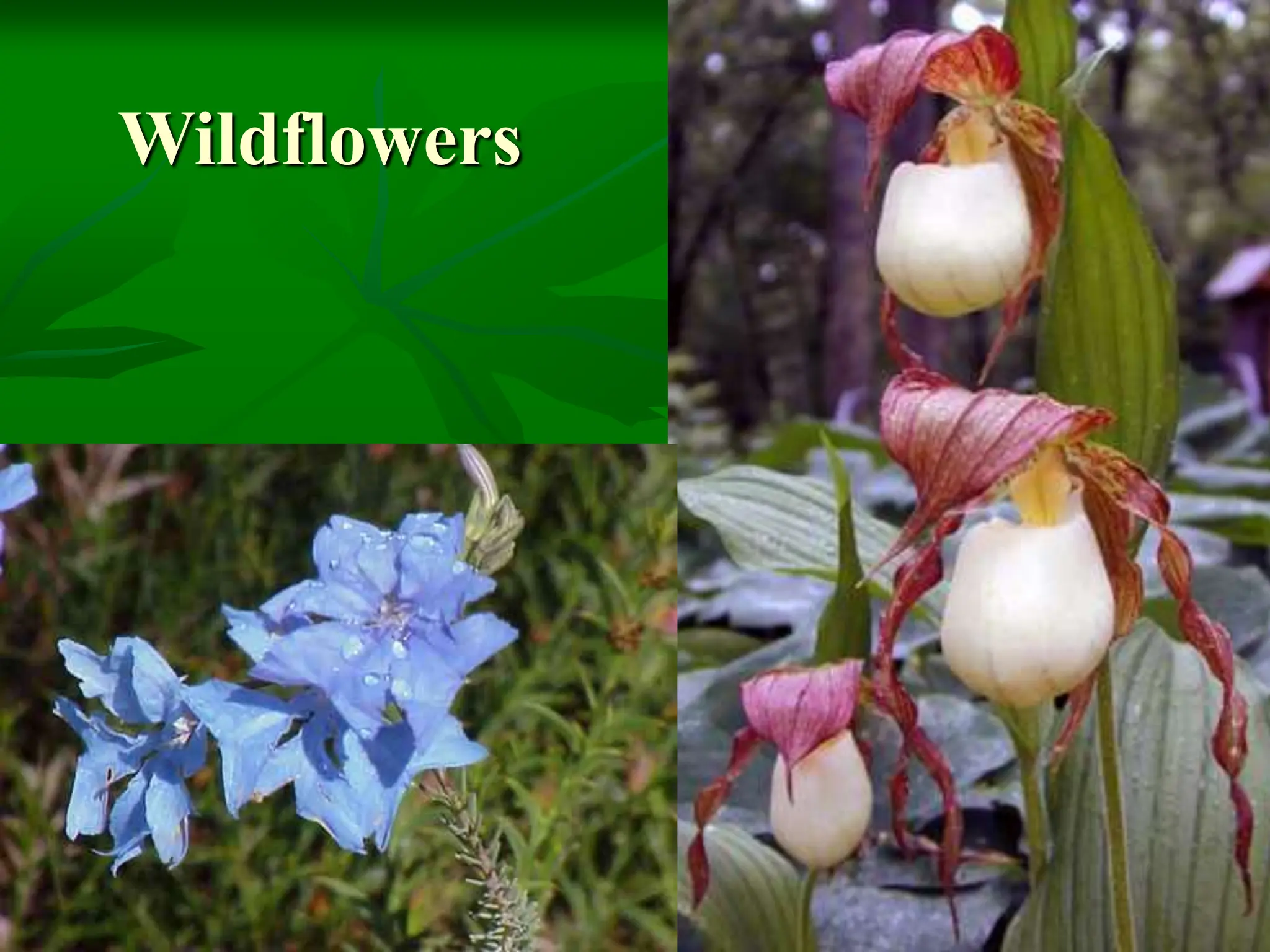 4thgradechapter1lesson1.ppt types of plants | PPT