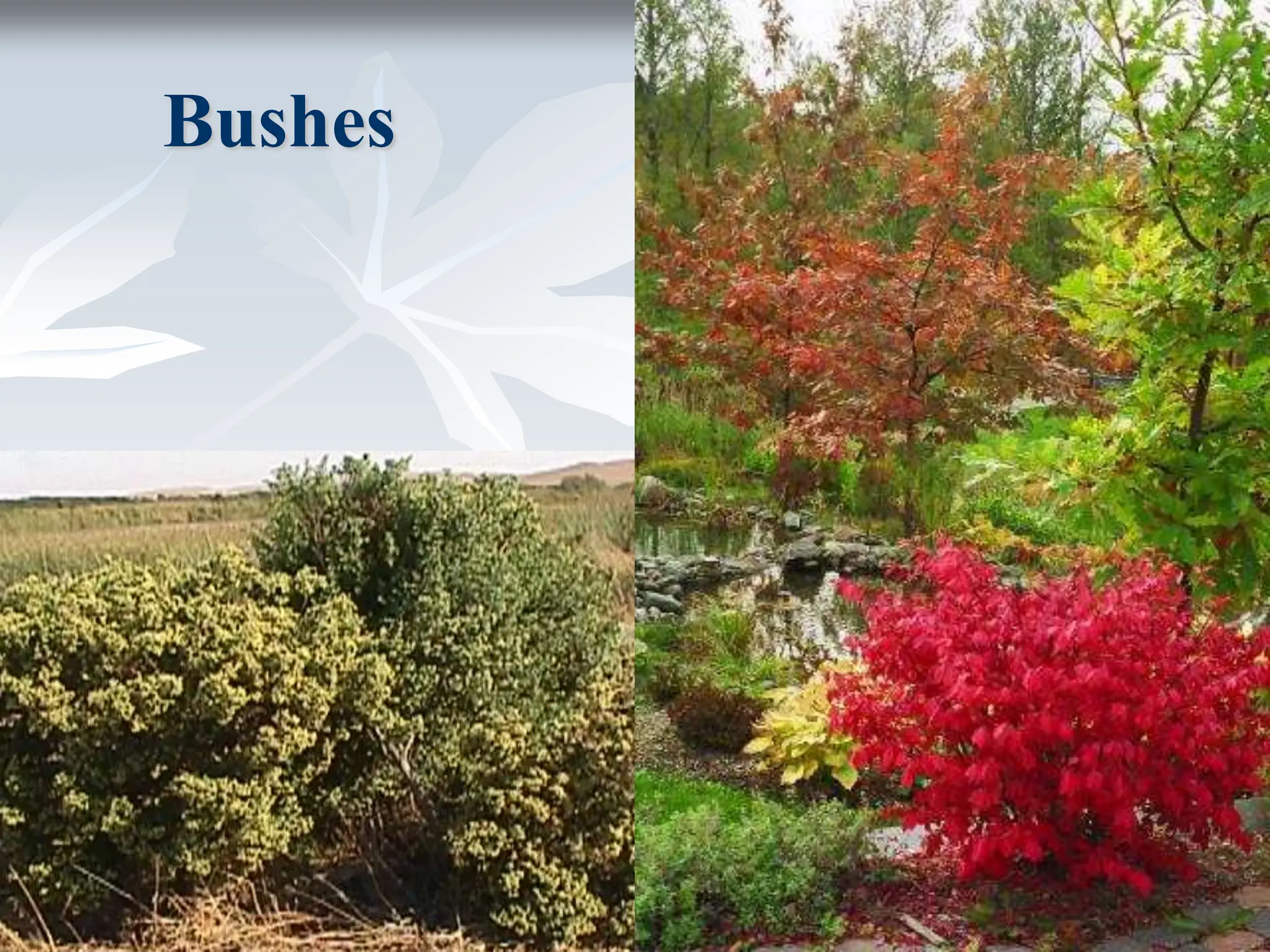 4thgradechapter1lesson1.ppt types of plants | PPT