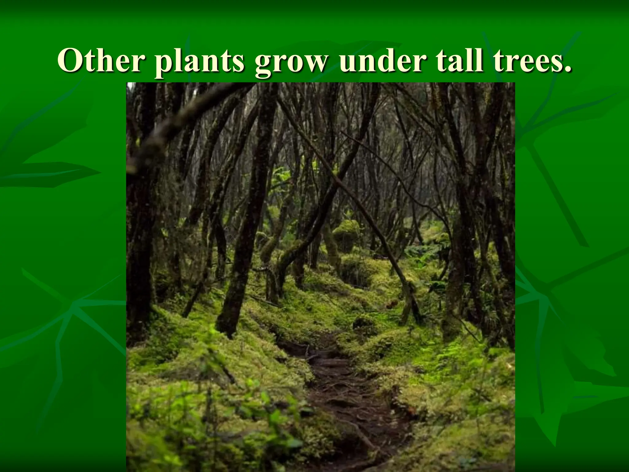 4thgradechapter1lesson1.ppt types of plants | PPT