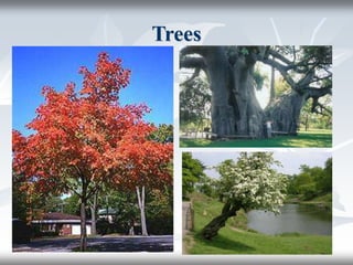 4thgradechapter1lesson1.ppt types of plants | PPT