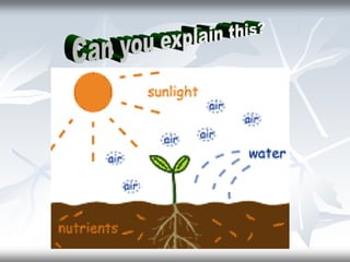 4thgradechapter1lesson1.ppt types of plants | PPT