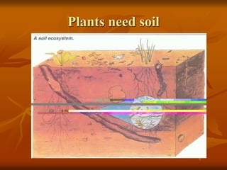 4thgradechapter1lesson1.ppt types of plants | PPT