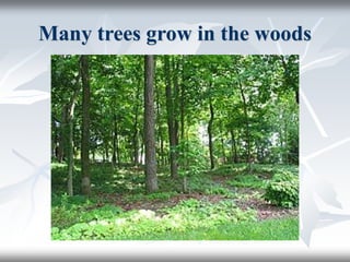 4thgradechapter1lesson1.ppt types of plants | PPT