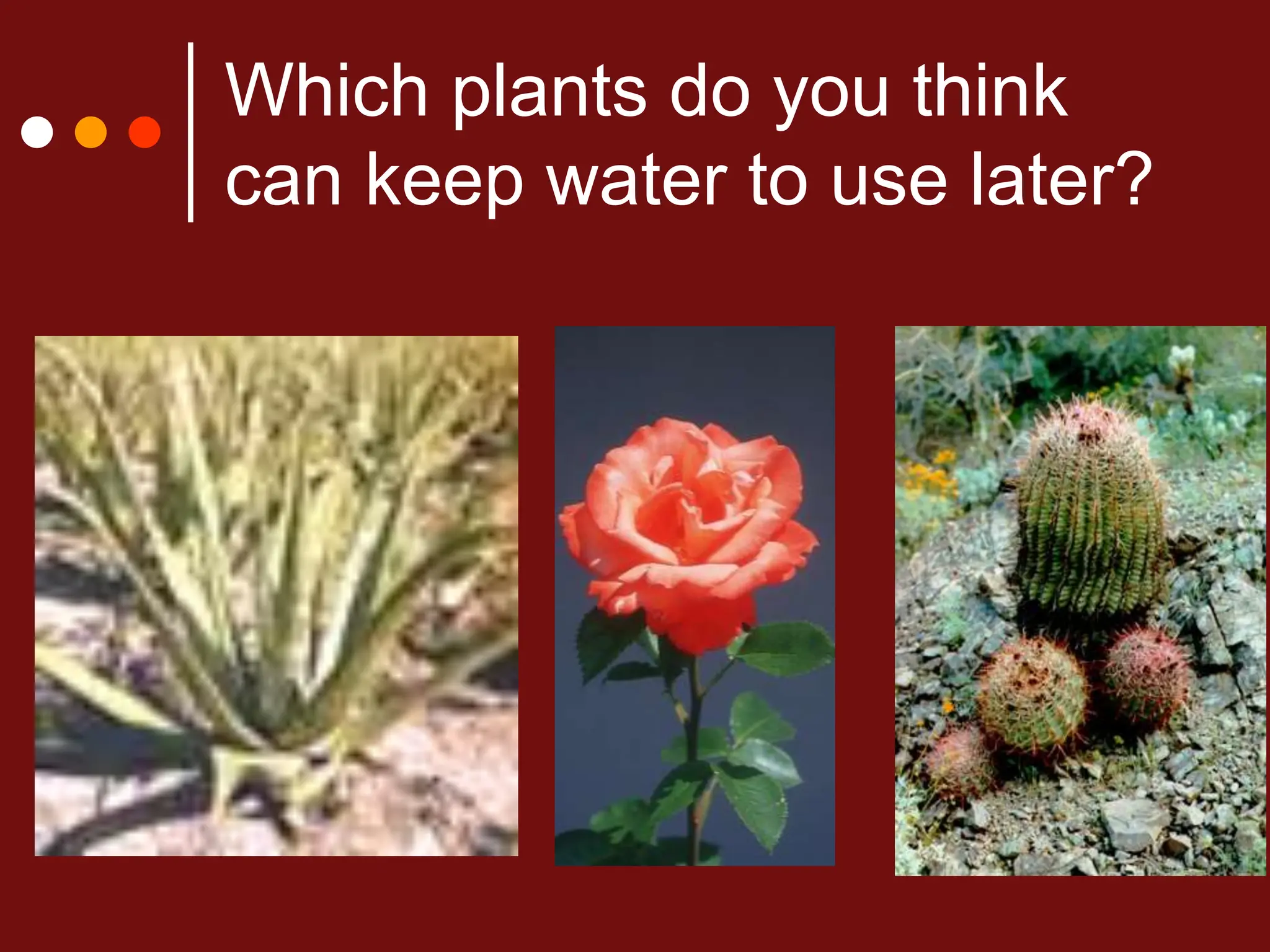 4thgradechapter1lesson2.ppt types of plants | PPT