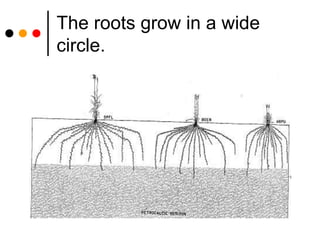 4thgradechapter1lesson2.ppt types of plants | PPT