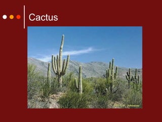 4thgradechapter1lesson2.ppt types of plants | PPT