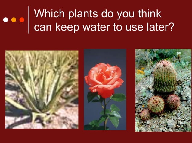 4thgradechapter1lesson2.ppt types of plants | PPT