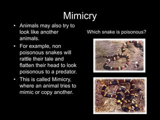 4th Grade Jeopardy Games Benchmark-1.ppt