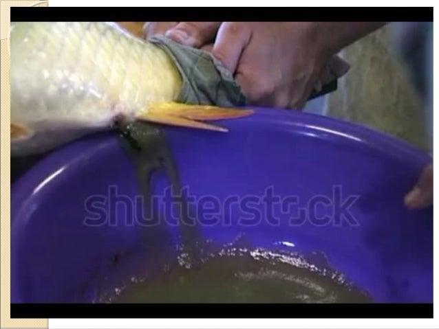 Artificial insemination steps for carp