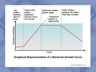 Microbial growth stages | PDF | Biological Sciences | Science