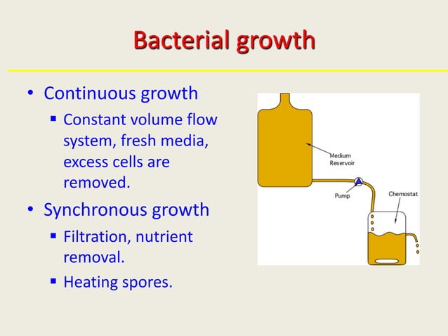 Microbial growth stages | PDF | Biological Sciences | Science