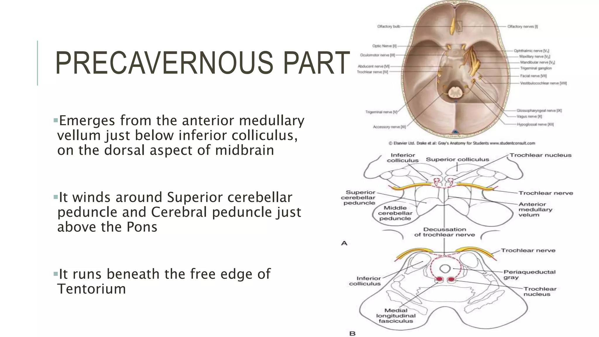 Trochlear nerve | PPTX