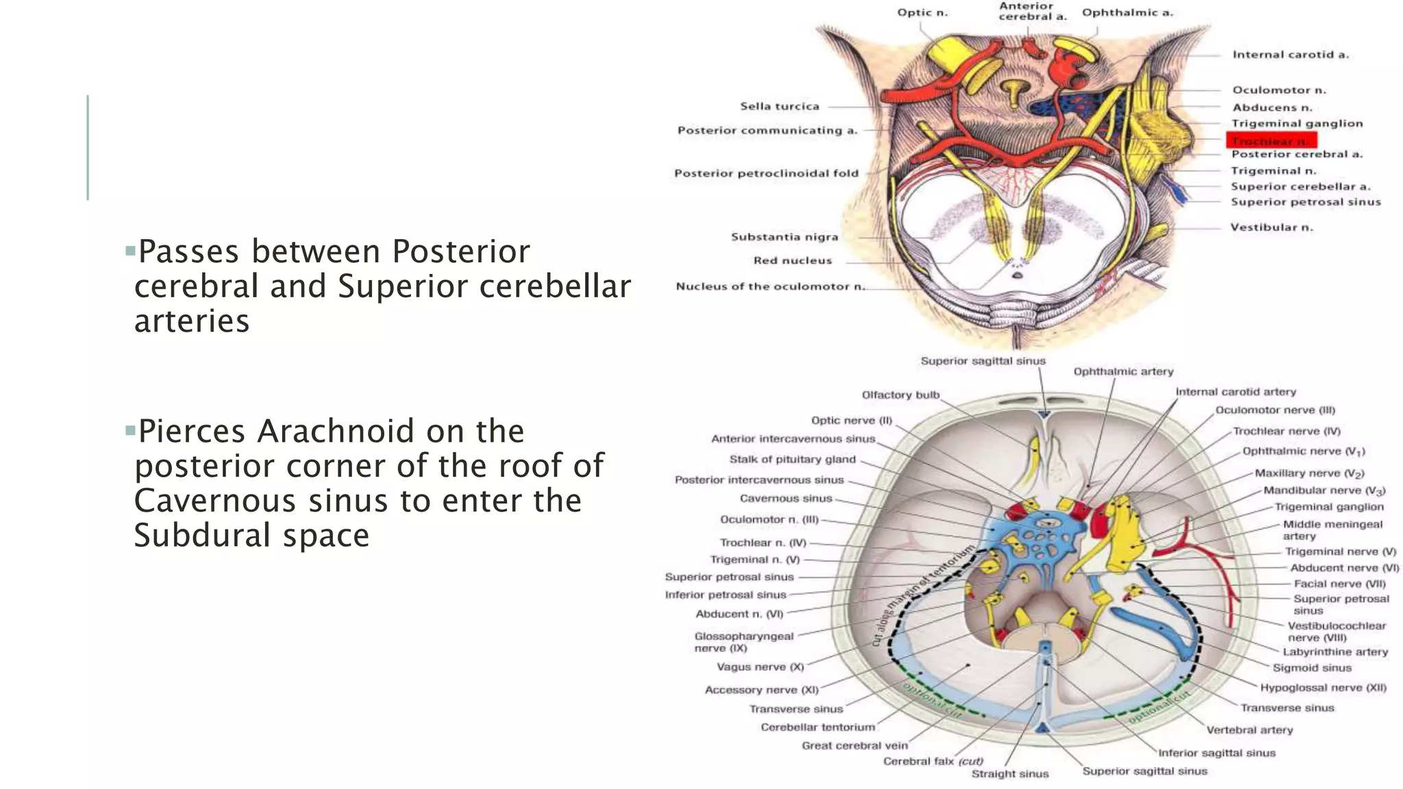 Trochlear nerve | PPTX