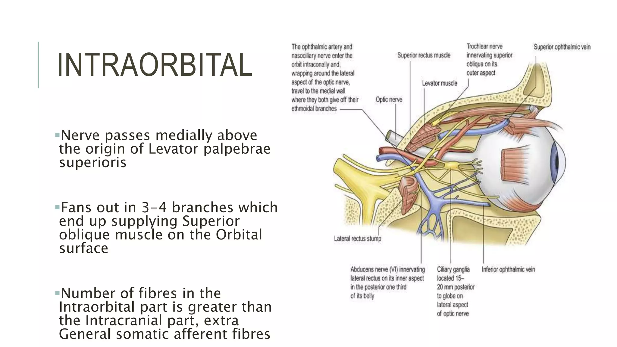 Trochlear Nerve Ppt