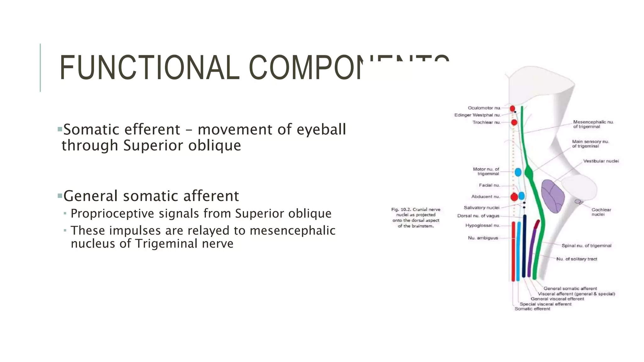 Trochlear nerve | PPTX