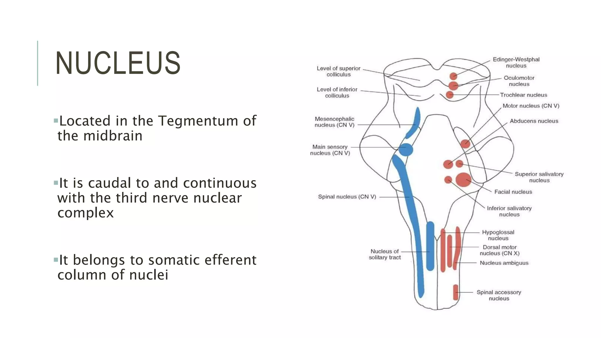 Trochlear nerve | PPTX