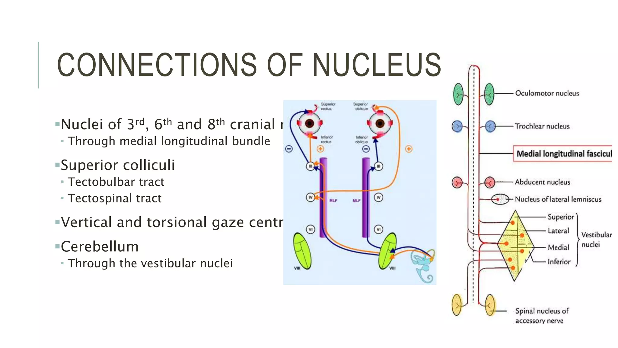 Trochlear nerve | PPTX