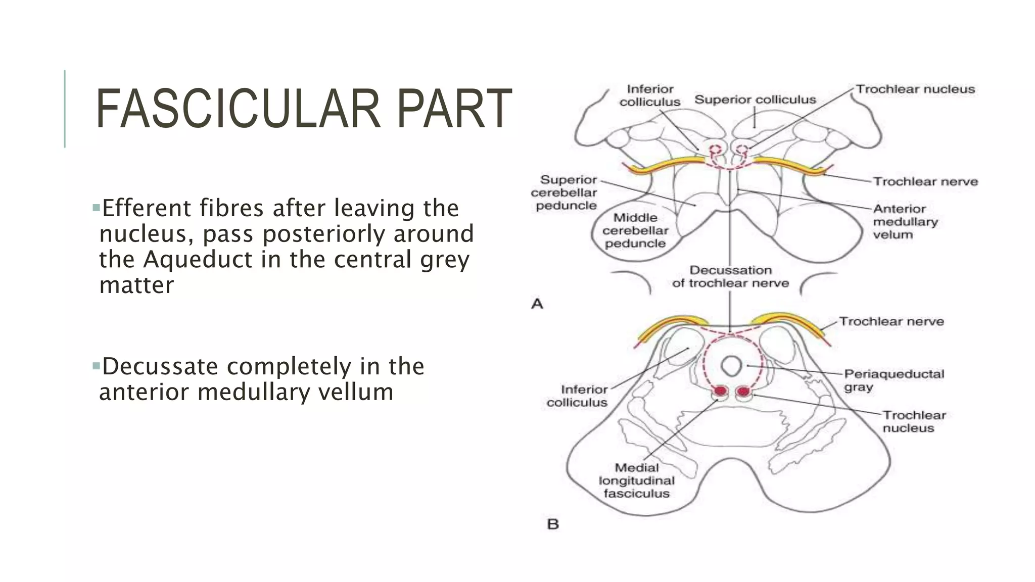 Trochlear nerve | PPTX