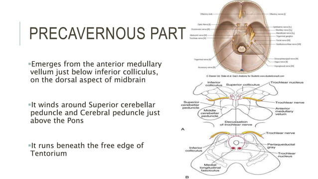 Trochlear nerve | PPTX