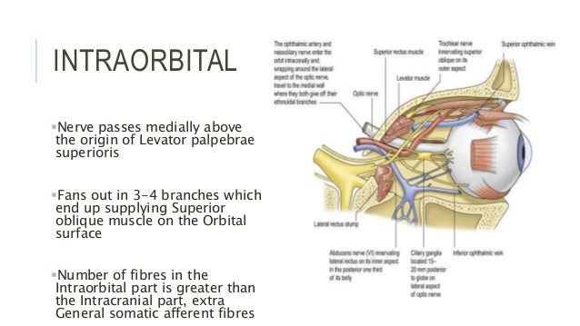 Trochlear nerve