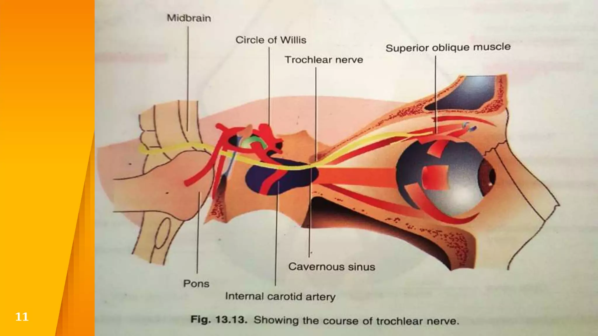 Trochlear nerve | PPTX