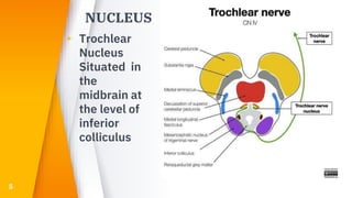 Trochlear nerve | PPTX