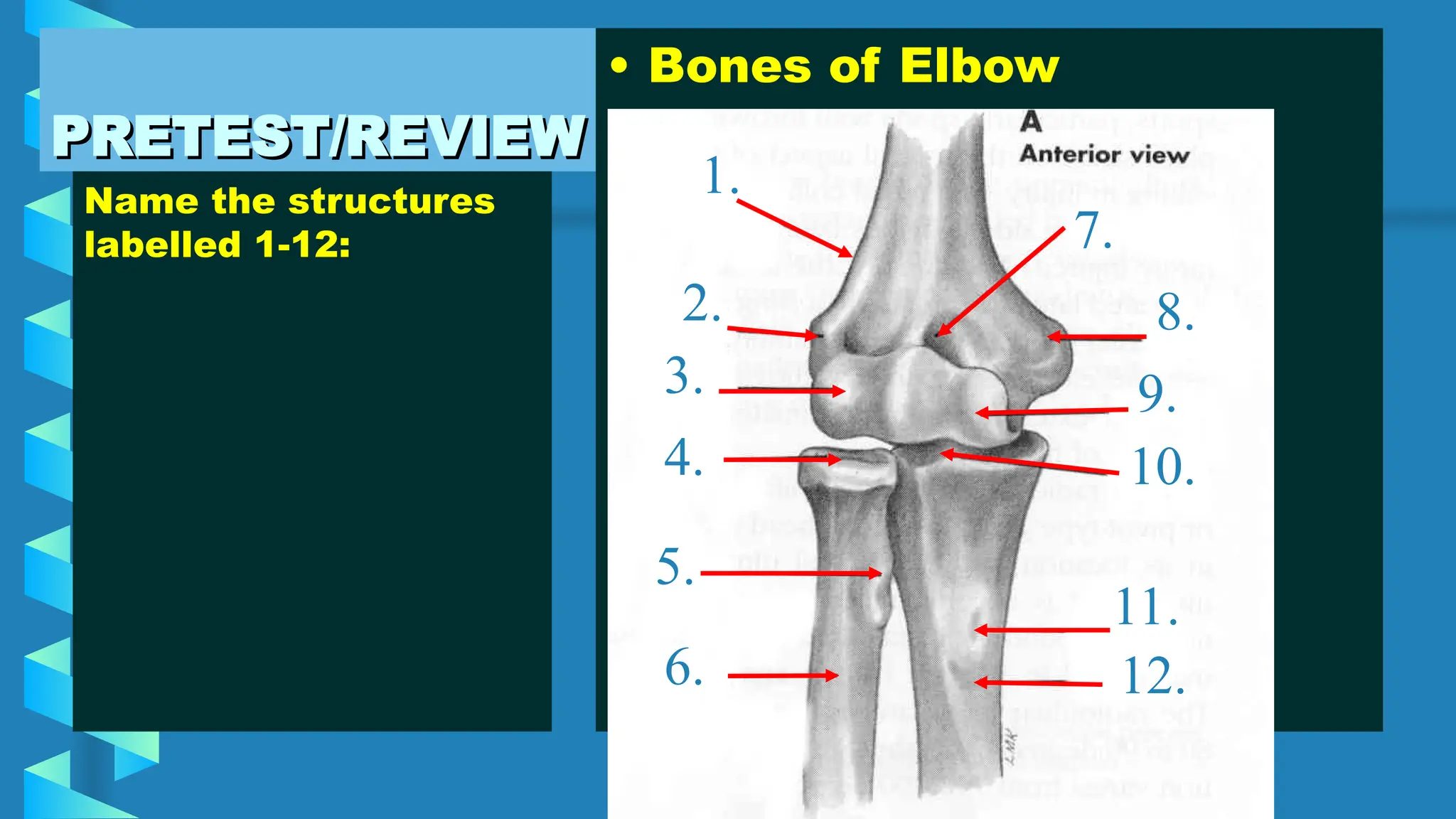 BASIC GROSS ANATOMY OF THE Elbow joint for beginners | PPT