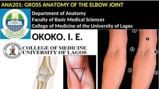 BASIC GROSS ANATOMY OF THE Elbow joint for beginners | PPT