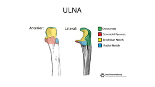 BASIC GROSS ANATOMY OF THE Elbow joint for beginners | PPT