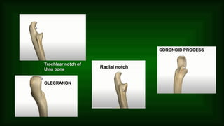 BASIC GROSS ANATOMY OF THE Elbow joint for beginners | PPT