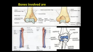 BASIC GROSS ANATOMY OF THE Elbow joint for beginners | PPT