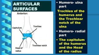 BASIC GROSS ANATOMY OF THE Elbow joint for beginners | PPT