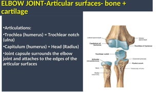 BASIC GROSS ANATOMY OF THE Elbow joint for beginners | PPT