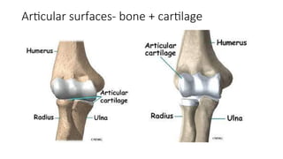 BASIC GROSS ANATOMY OF THE Elbow joint for beginners | PPT