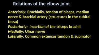 BASIC GROSS ANATOMY OF THE Elbow joint for beginners | PPT