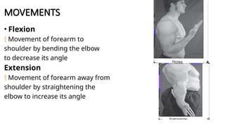 BASIC GROSS ANATOMY OF THE Elbow joint for beginners | PPT