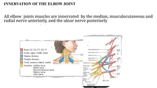 BASIC GROSS ANATOMY OF THE Elbow joint for beginners | PPT