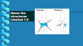 BASIC GROSS ANATOMY OF THE Elbow joint for beginners | PPT