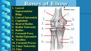 BASIC GROSS ANATOMY OF THE Elbow joint for beginners | PPT