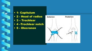 BASIC GROSS ANATOMY OF THE Elbow joint for beginners | PPT